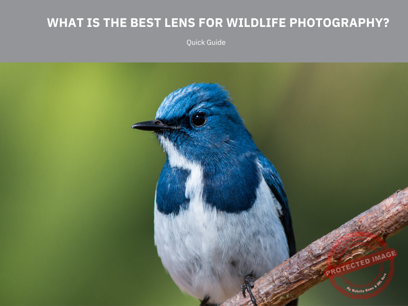 Perfect Wildlife Lenses Quick Guide - ExcelReads