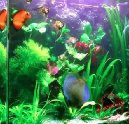 Aquarium & Fish Care 101 ! - ExcelReads