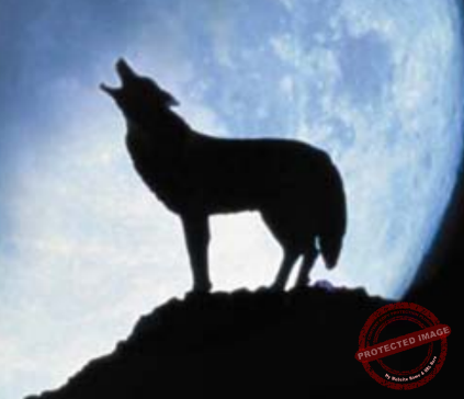 The Encyclopedia Of Vampires Werewolves And Other Monsters