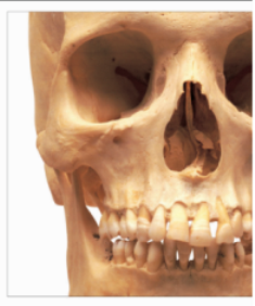 Human Body - ExcelReads